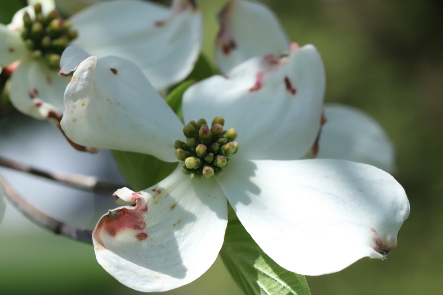 Solve Dogwood jigsaw puzzle online with 54 pieces
