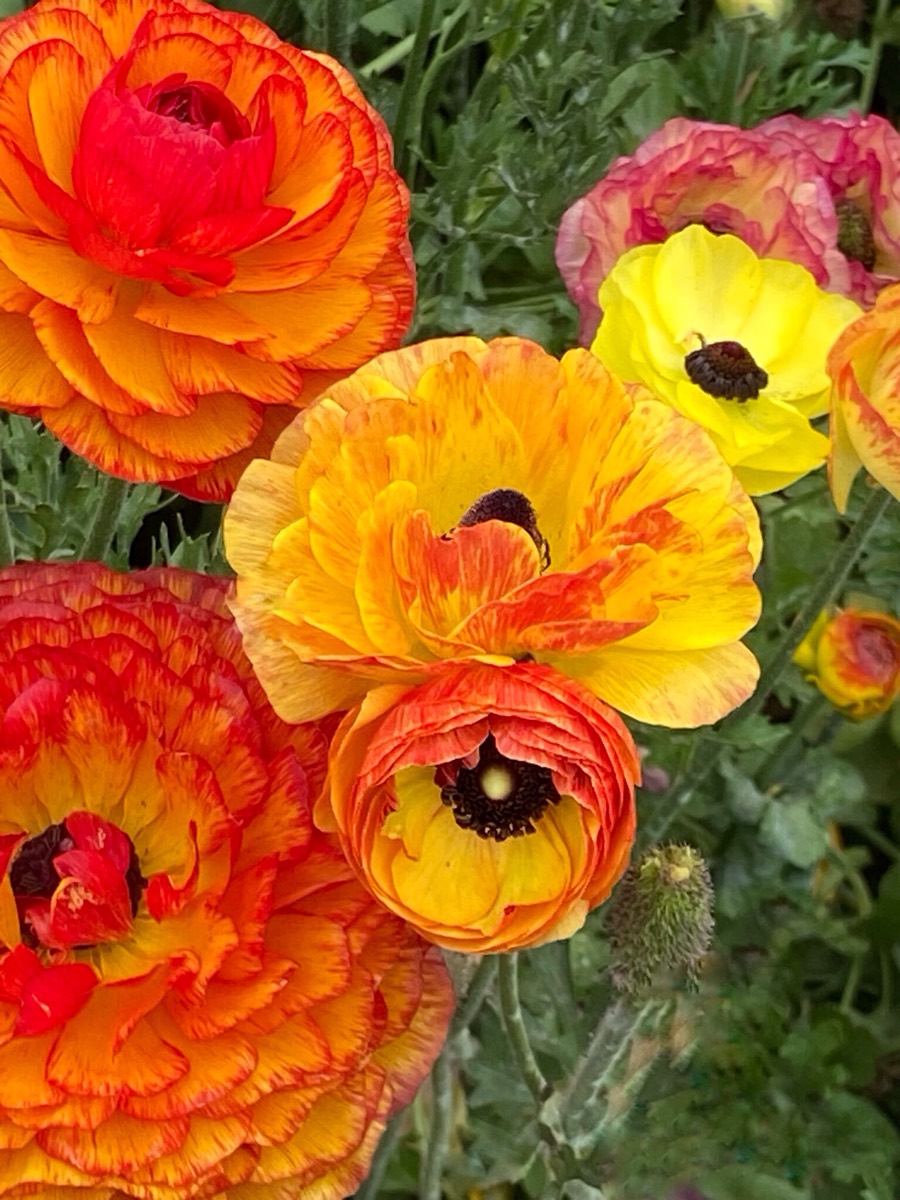 Solve Ranunculus in the spriing jigsaw puzzle online with 252 pieces