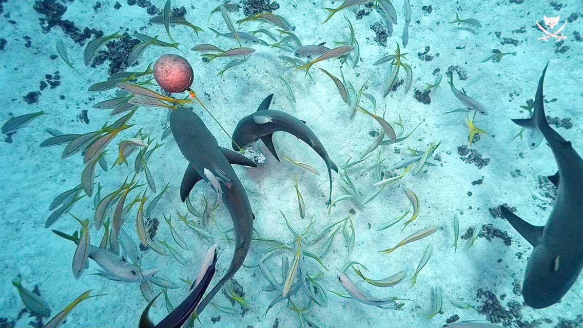 Solve Sharks & Popsicle (Chumsicle) jigsaw puzzle online with 28 pieces