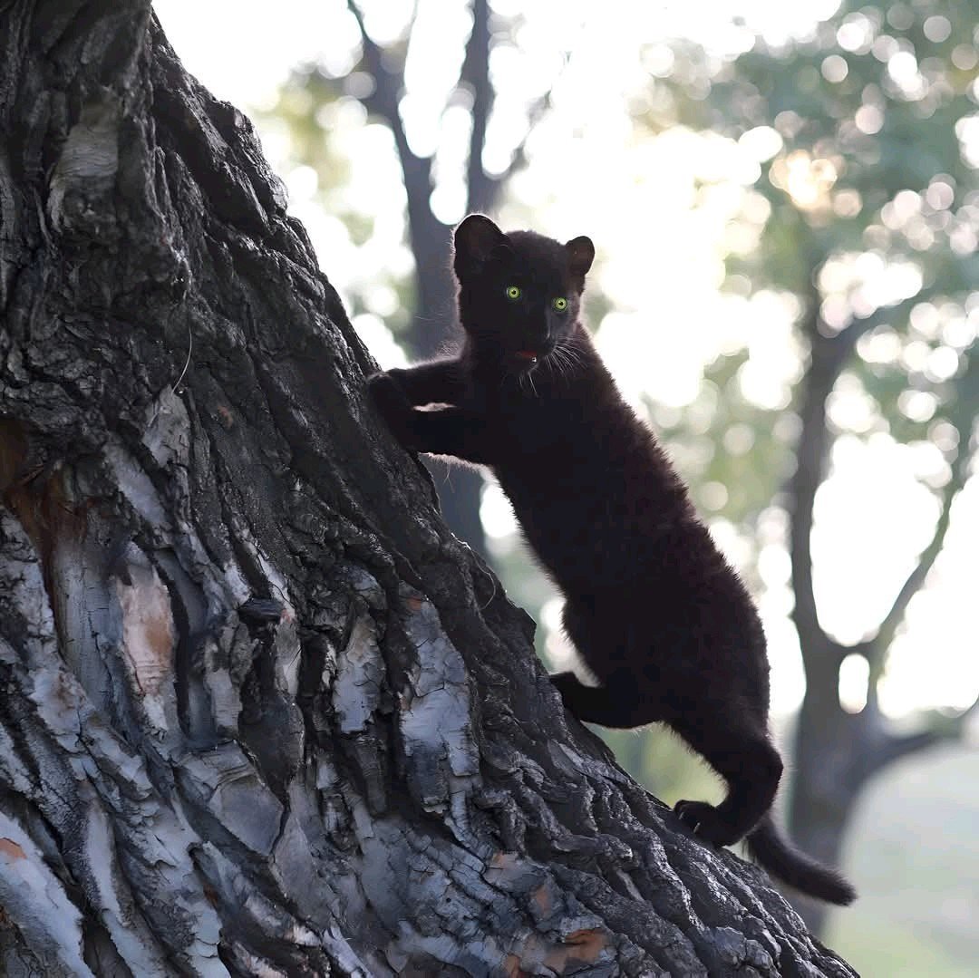 Solve Baby Luna tree climbing... jigsaw puzzle online with 36 pieces