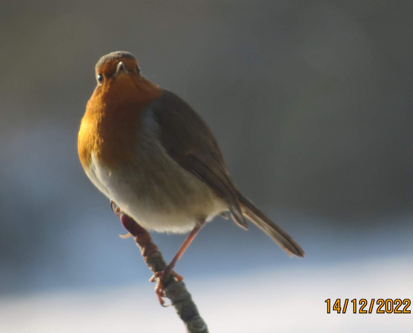 Jigsaw Puzzle | 63 pieces | Is this a better pose? | Jigidi