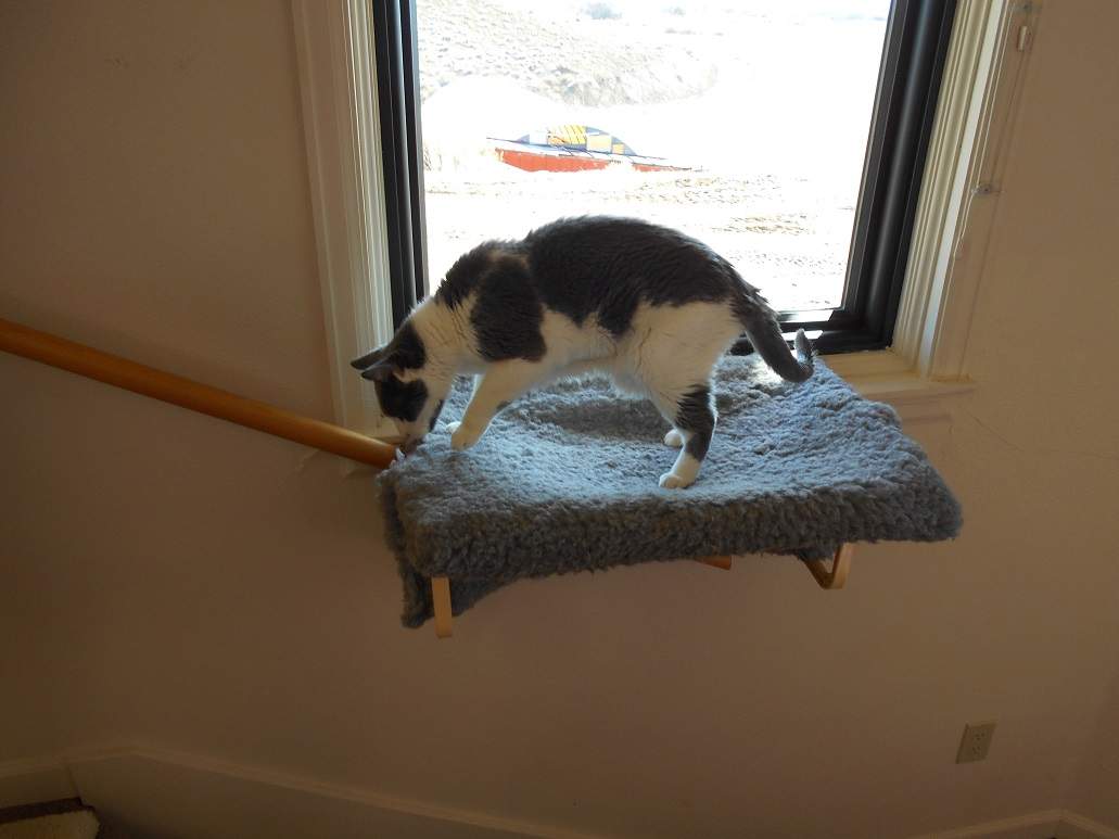 Solve Trouble on the window seat he can jump there easily :) jigsaw ...