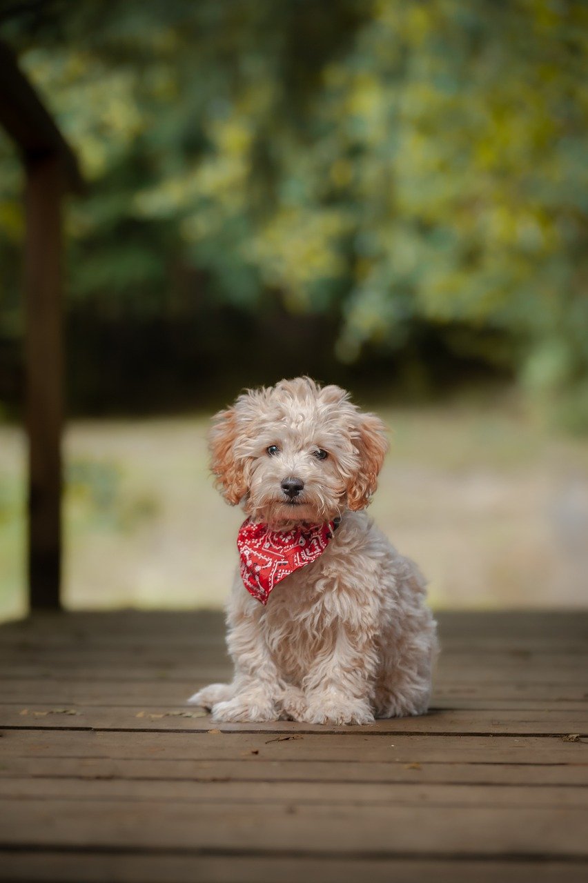 Solve dog-7452401_1280 jigsaw puzzle online with 126 pieces