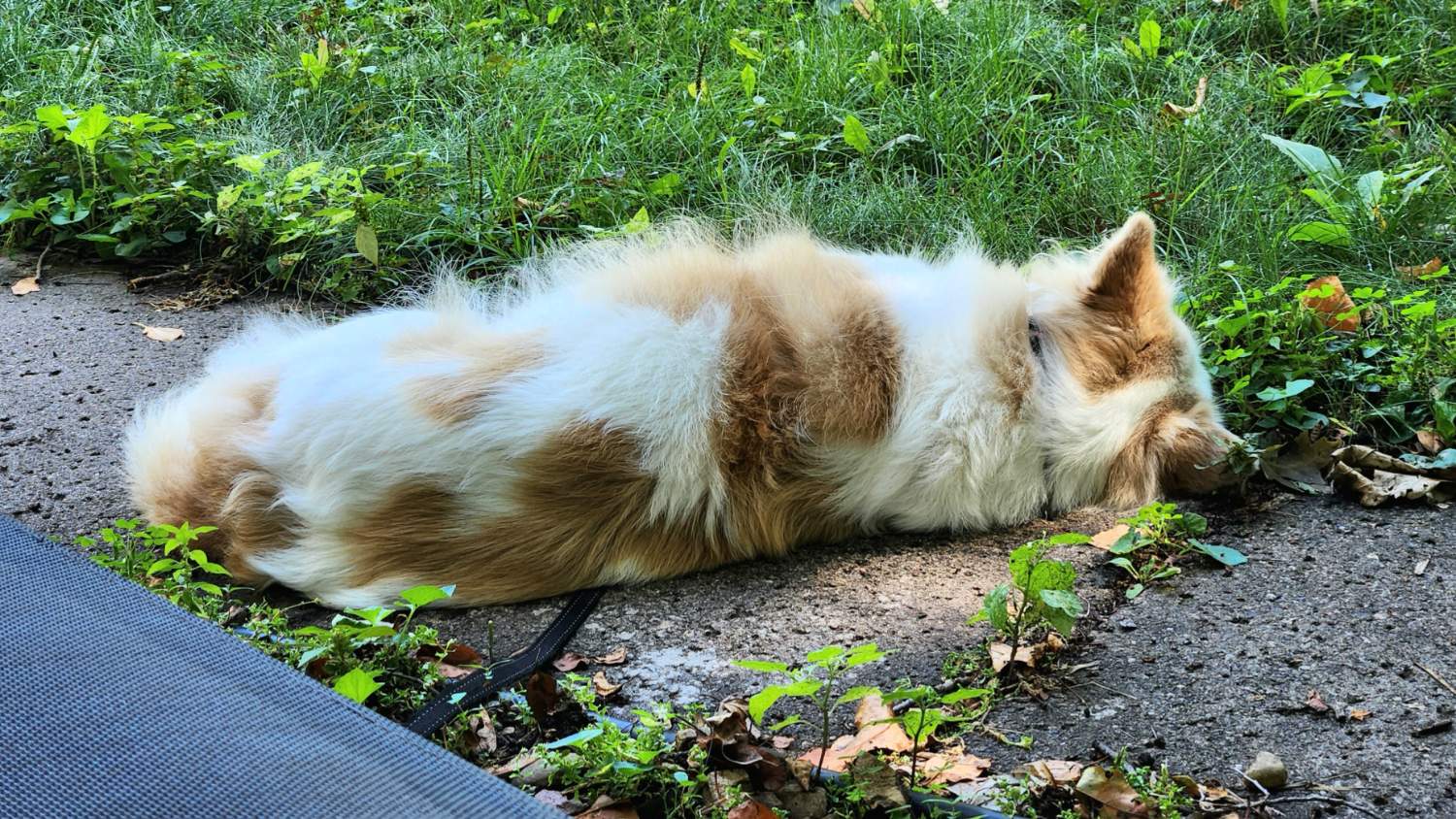 Jigsaw Puzzle | Cool napping spot for Mabel | 40 pieces | Jigidi