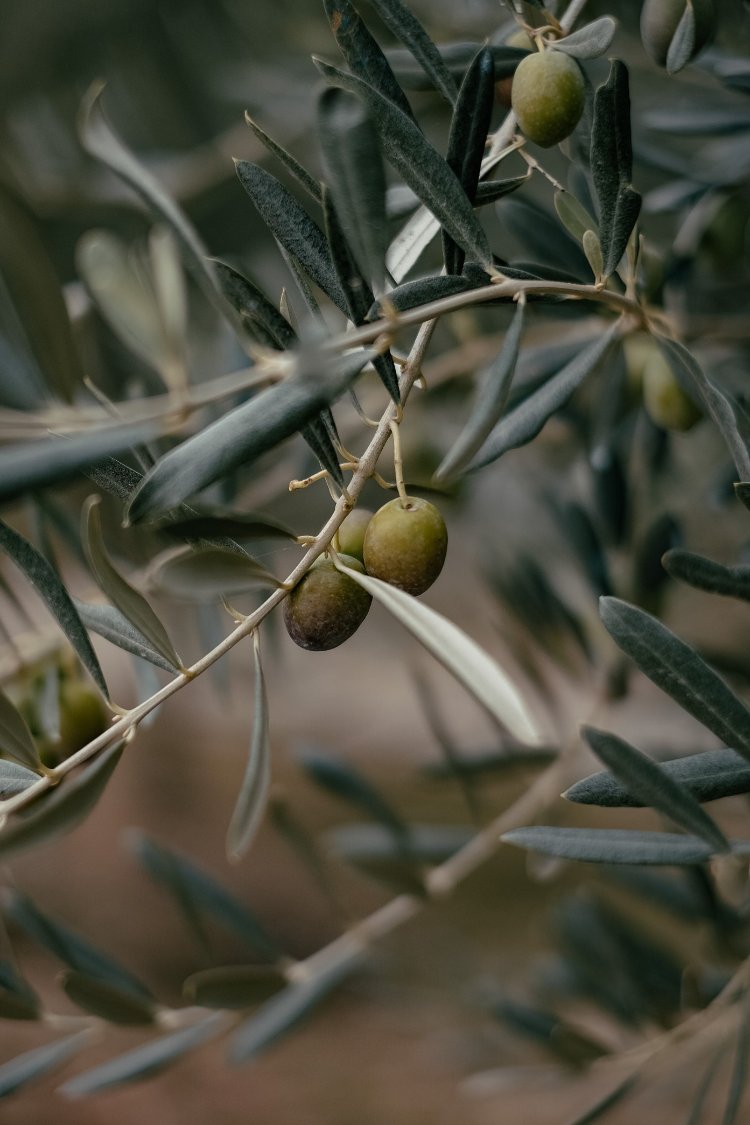 Solve Olive tree jigsaw puzzle online with 12 pieces
