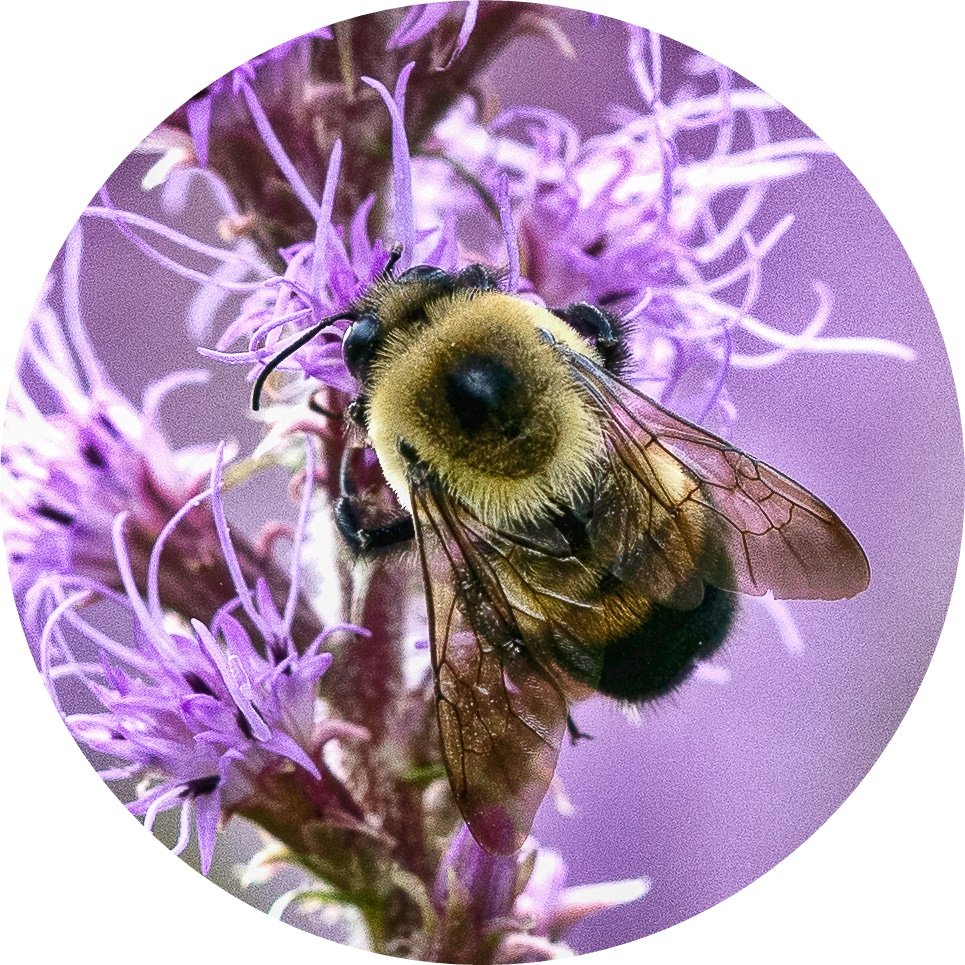 Solve Bee Happy! jigsaw puzzle online with 9 pieces