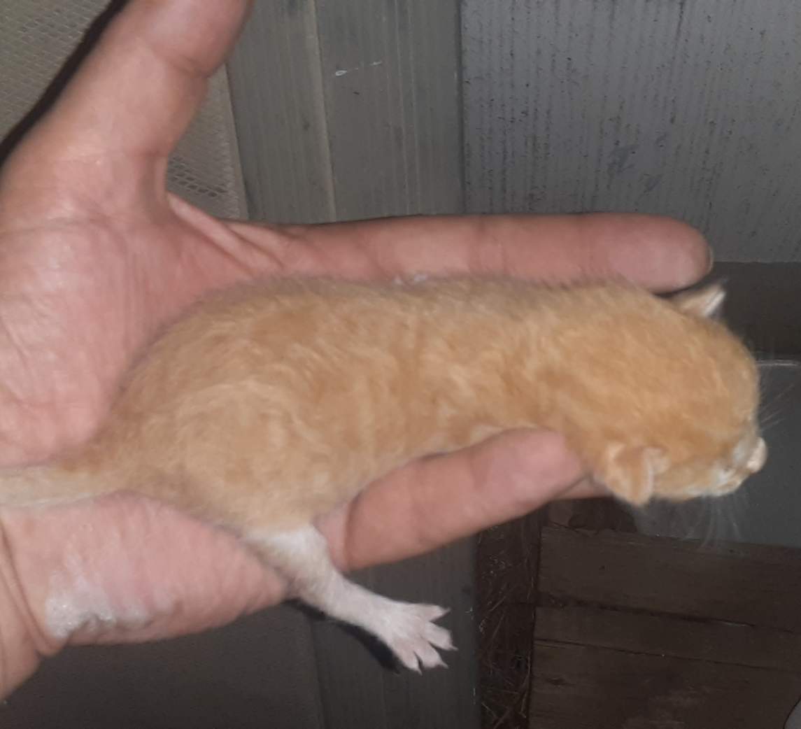 Solve The Babies #3 jigsaw puzzle online with 25 pieces