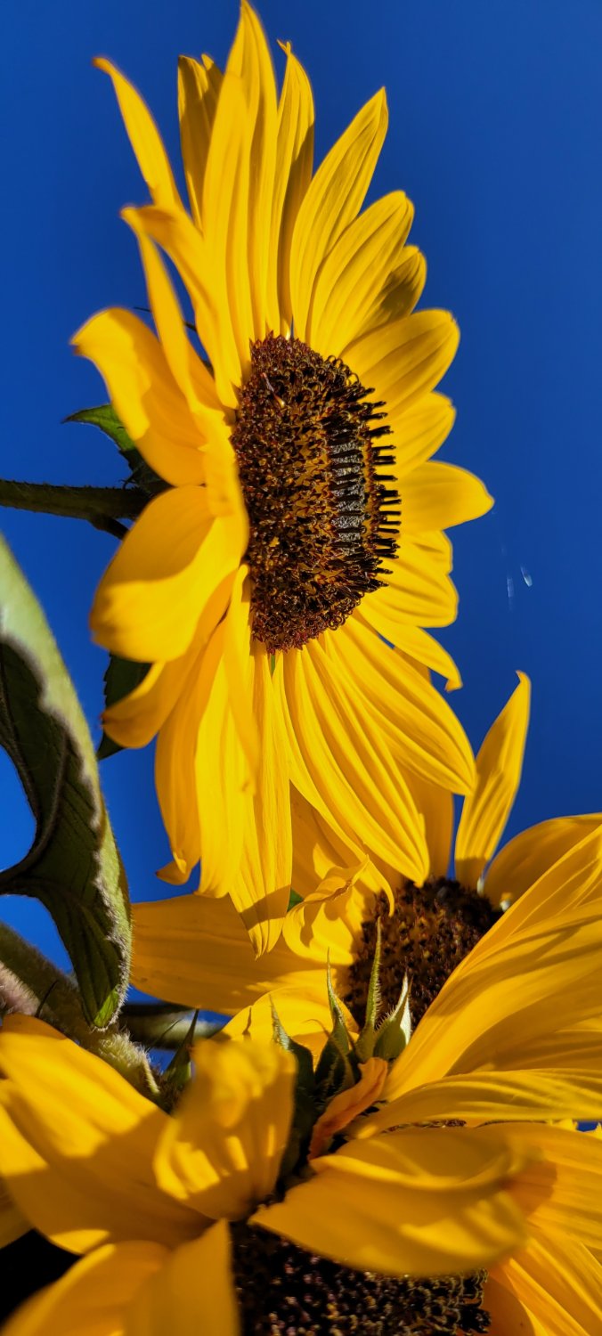 Solve sunshine jigsaw puzzle online with 105 pieces