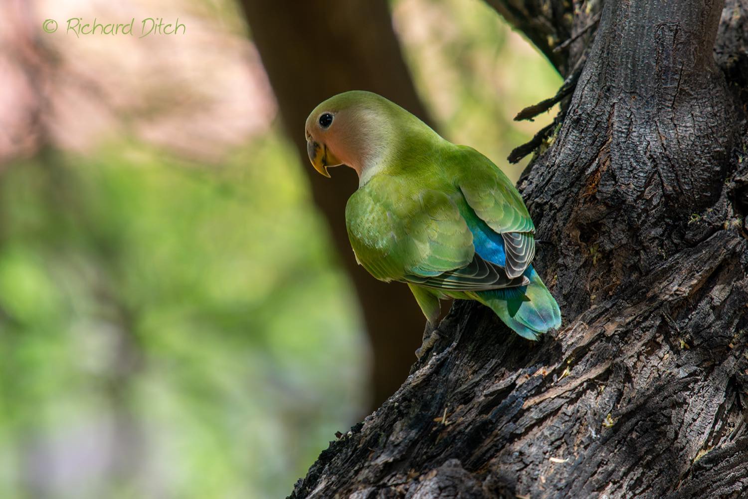 Solve Peach-faced Lovebird jigsaw puzzle online with 96 pieces