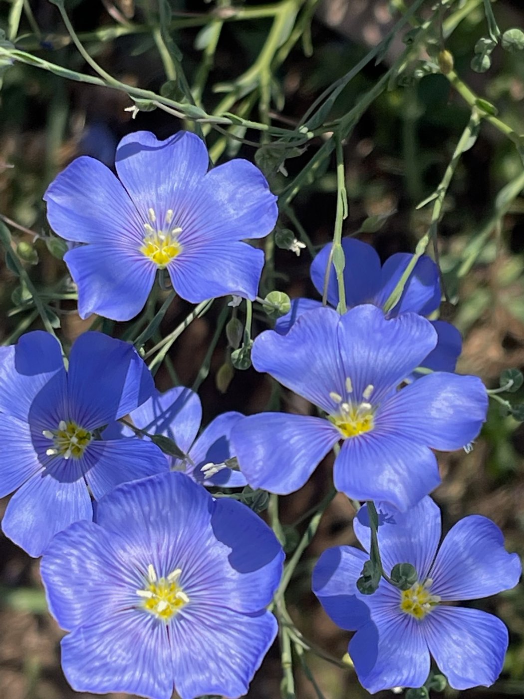 Solve FLAX jigsaw puzzle online with 35 pieces