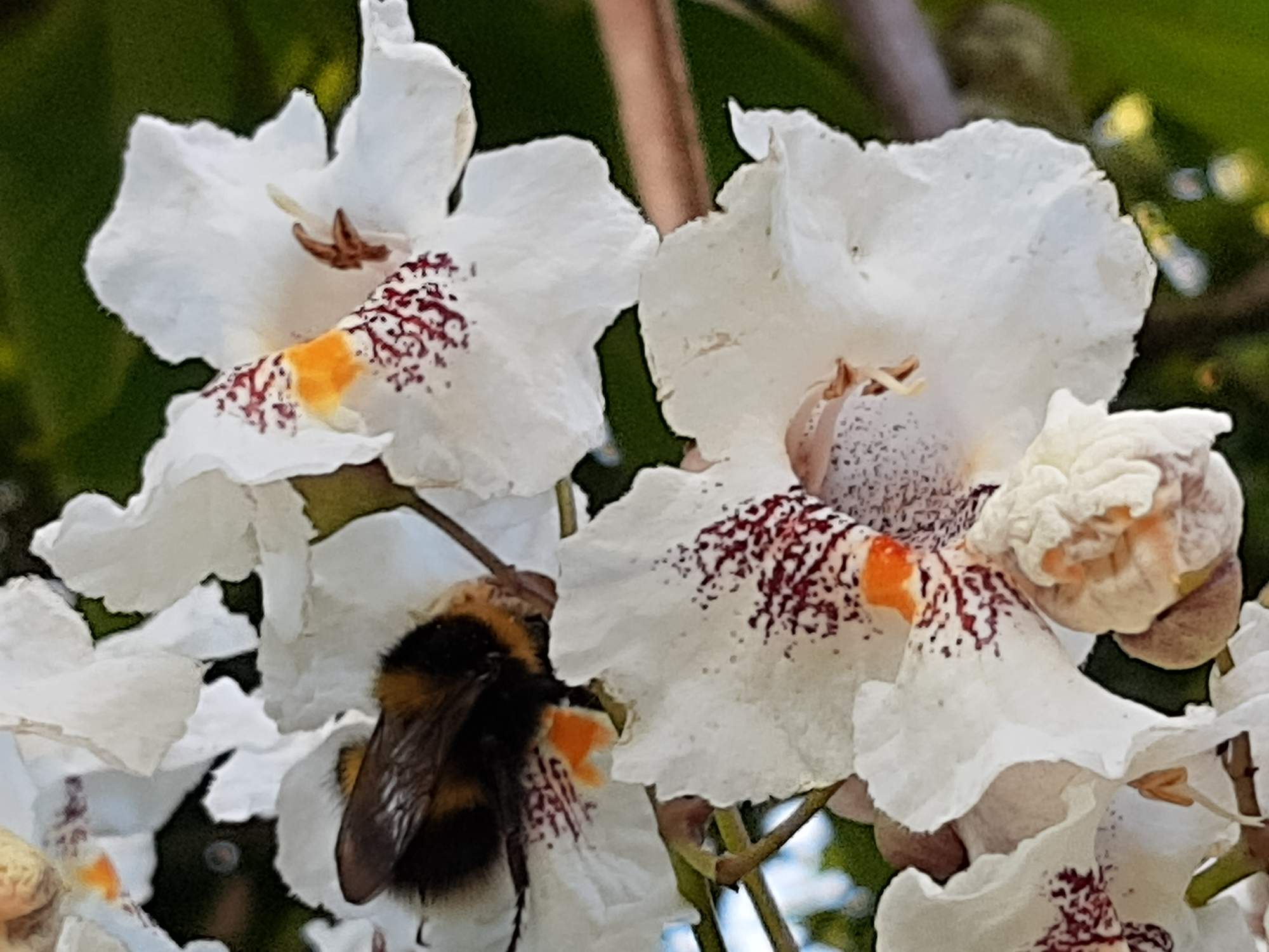 Jigsaw Puzzle | Bumblebee on blossom of an Indian bean tree | 221 ...