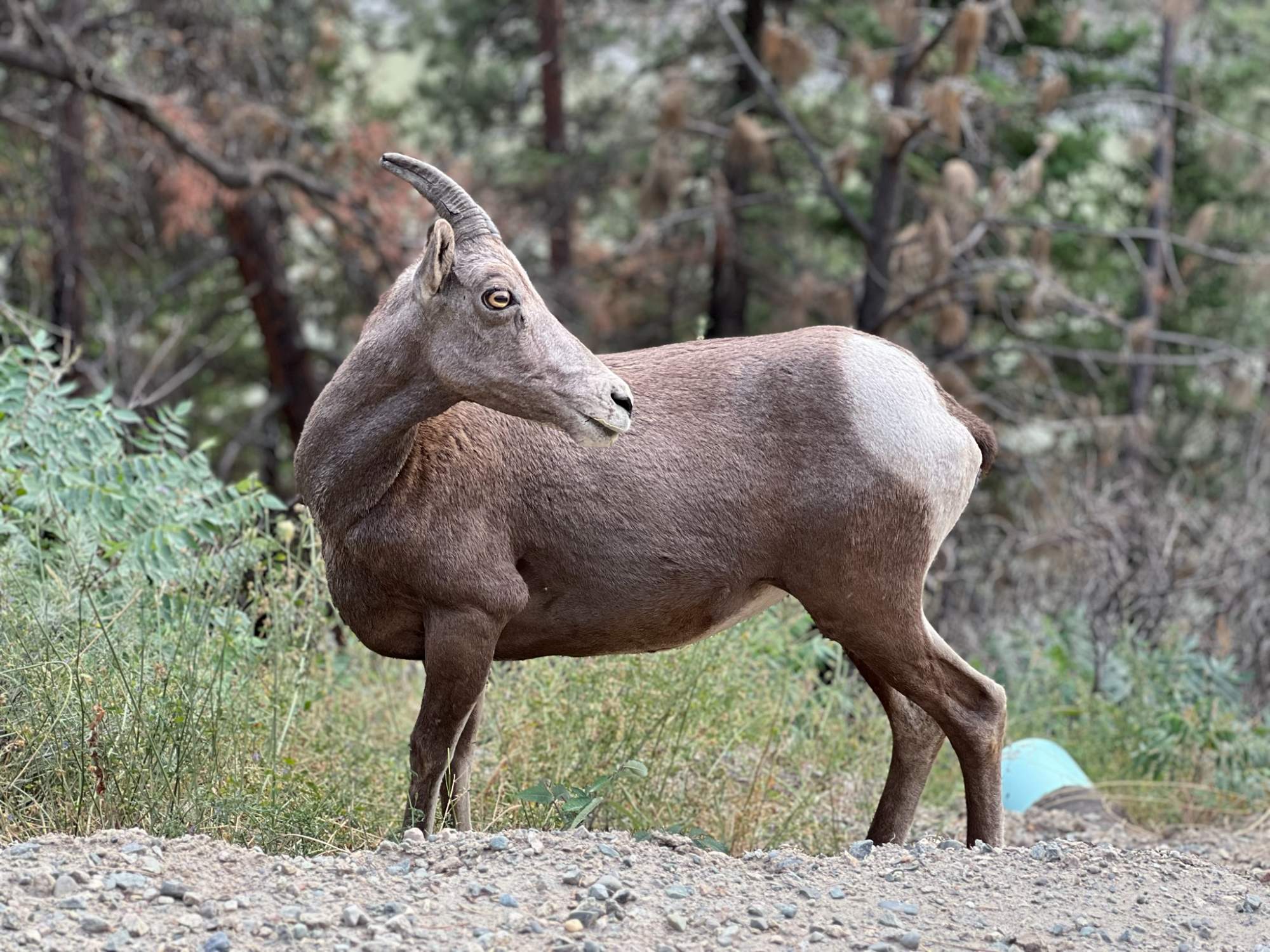 Solve Wild friend jigsaw puzzle online with 300 pieces