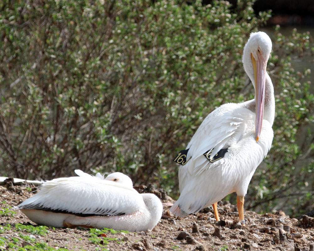 Solve Look, wing tags! I love reporting banded birds! :-) jigsaw puzzle ...