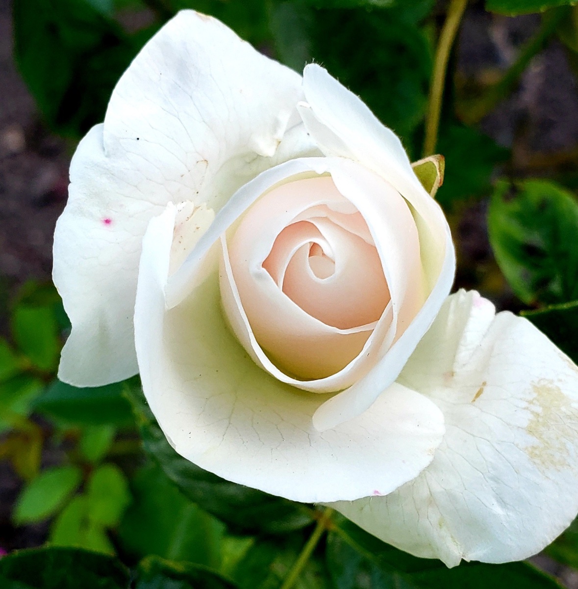 Solve White Rose jigsaw puzzle online with 36 pieces