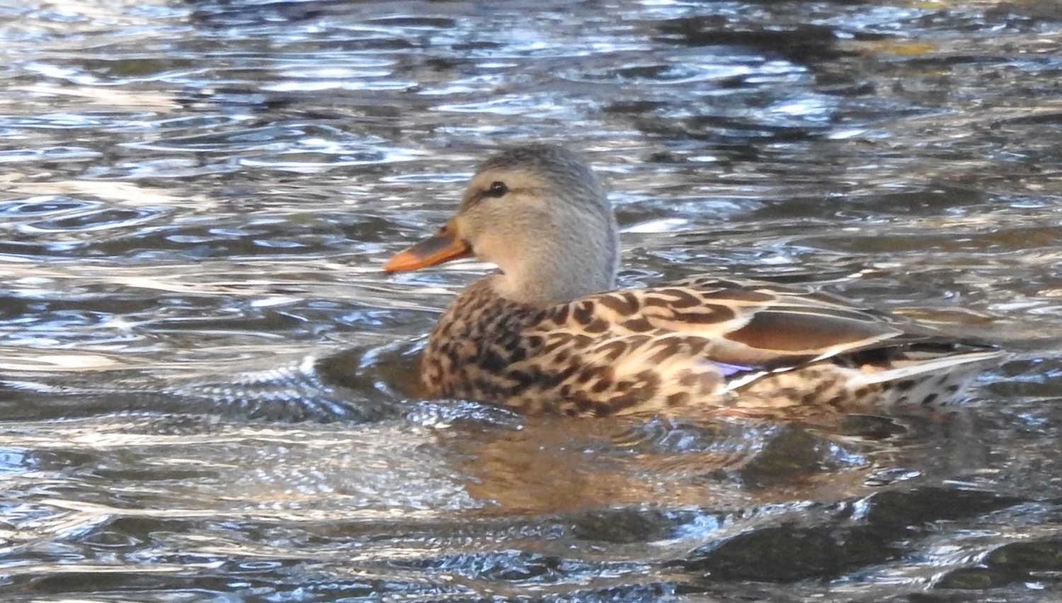 Solve at the wetlands today jigsaw puzzle online with 15 pieces