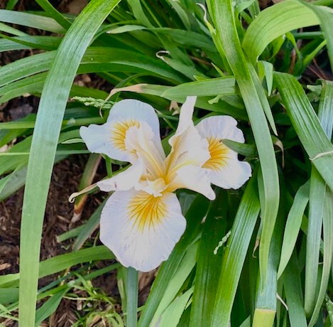 Jigsaw Puzzle | Iris | 49 pieces | Jigidi