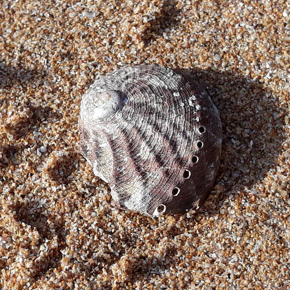 Solve I LOVE SHELLS jigsaw puzzle online with 256 pieces