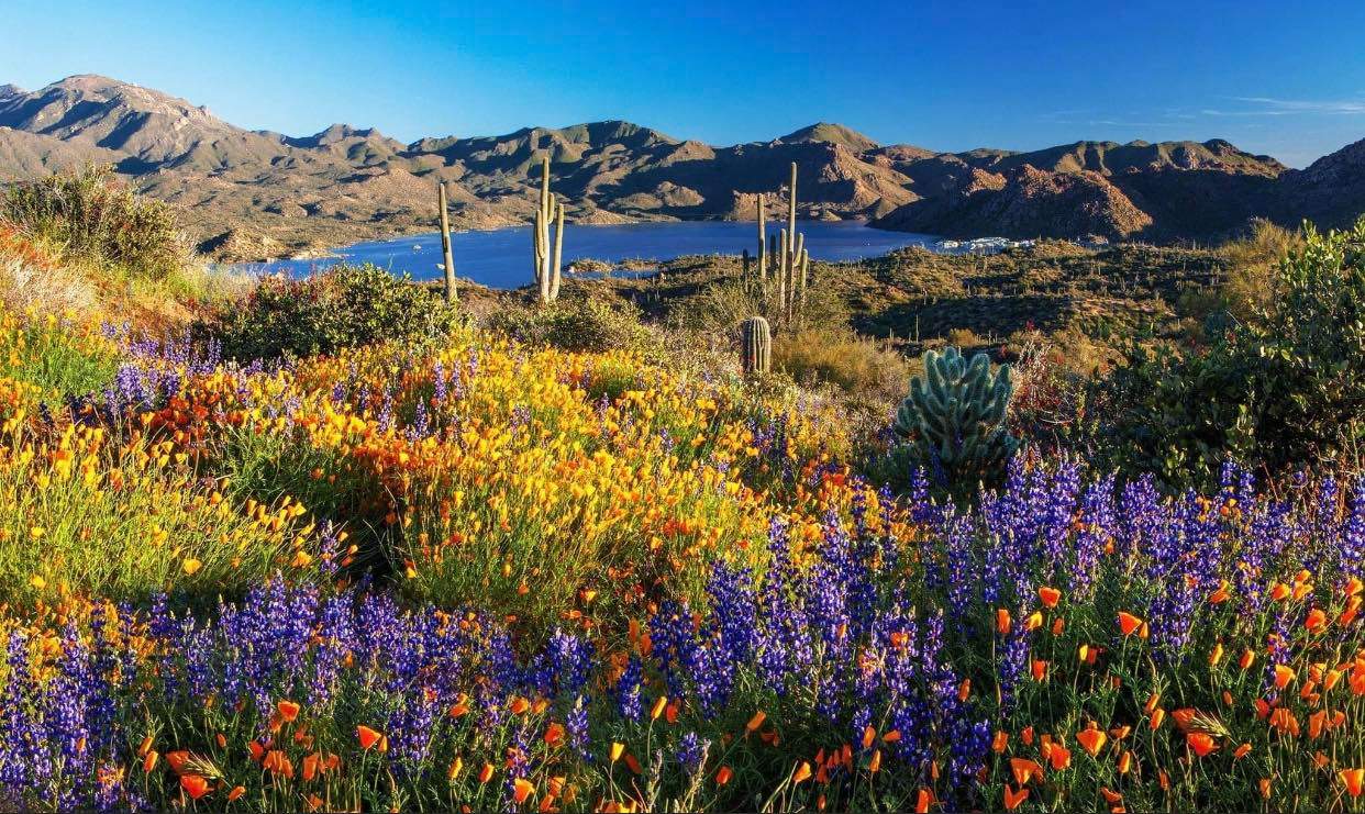 Jigsaw Puzzle | Arizona Super Bloom | 260 pieces | Jigidi
