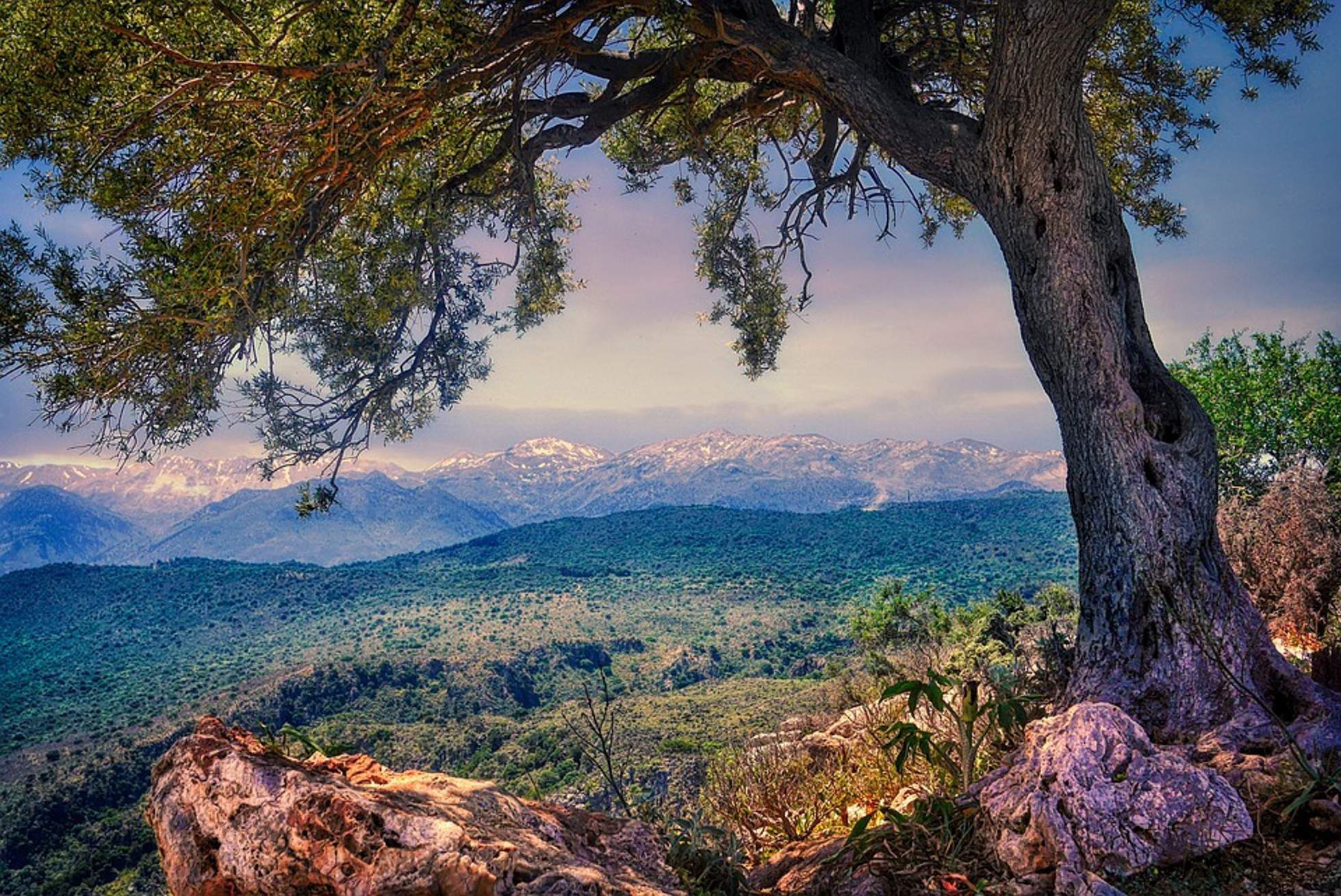 Solve Olive Tree - Greece jigsaw puzzle online with 247 pieces