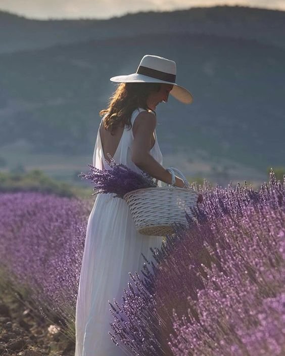 Solve lavanda jigsaw puzzle online with 30 pieces