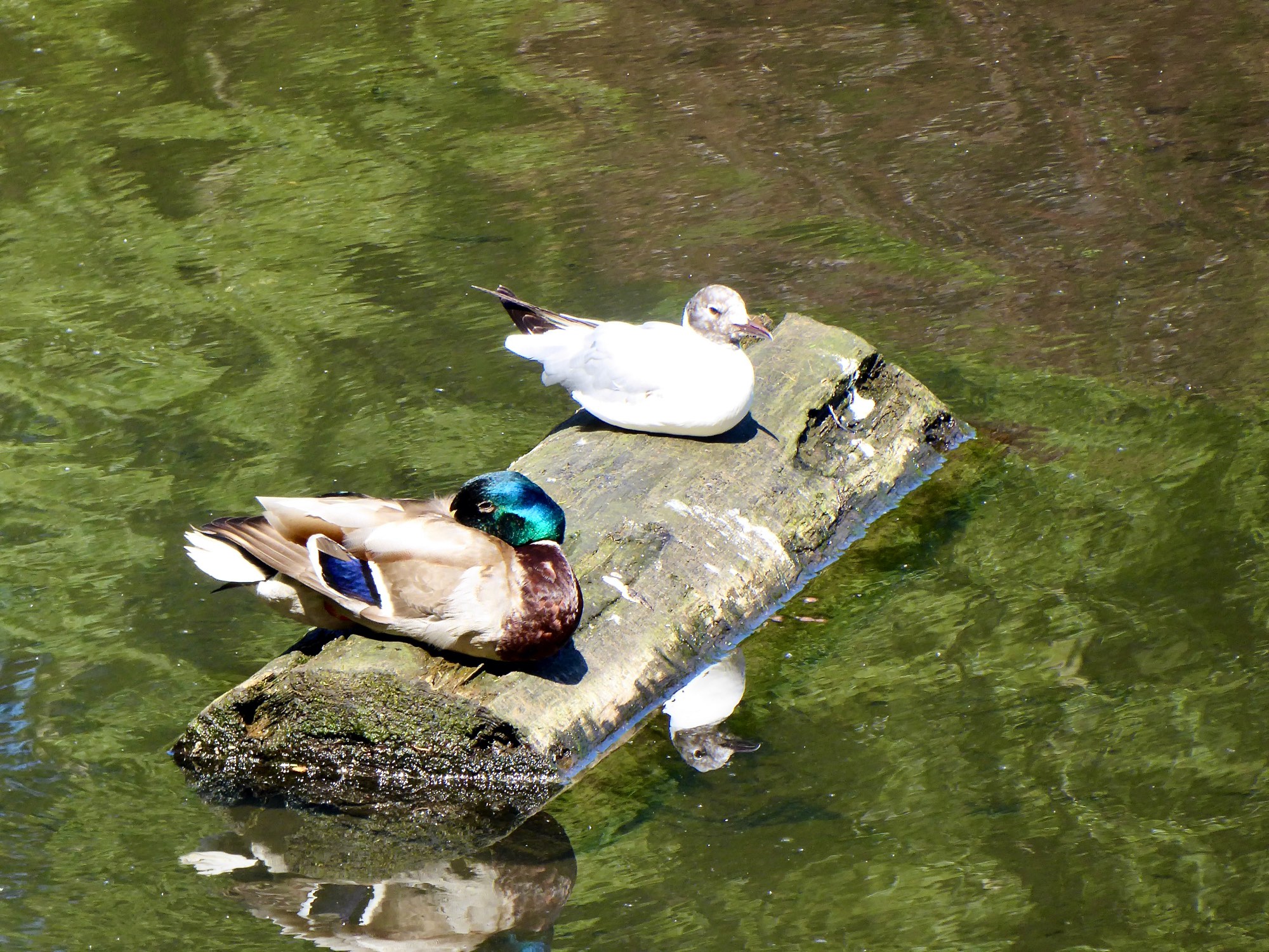 Solve Sharing jigsaw puzzle online with 99 pieces