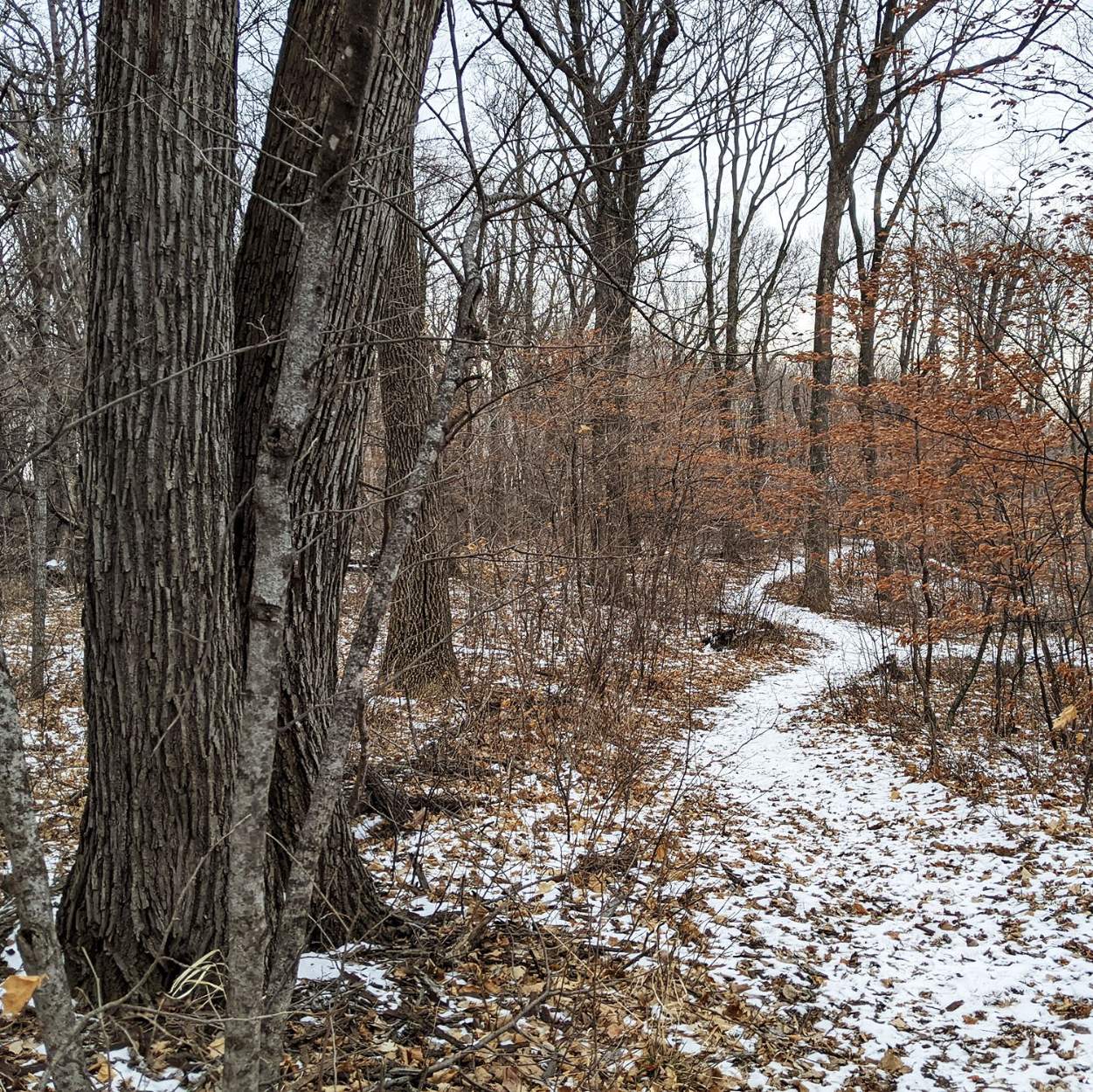 Solve Forest Path jigsaw puzzle online with 100 pieces