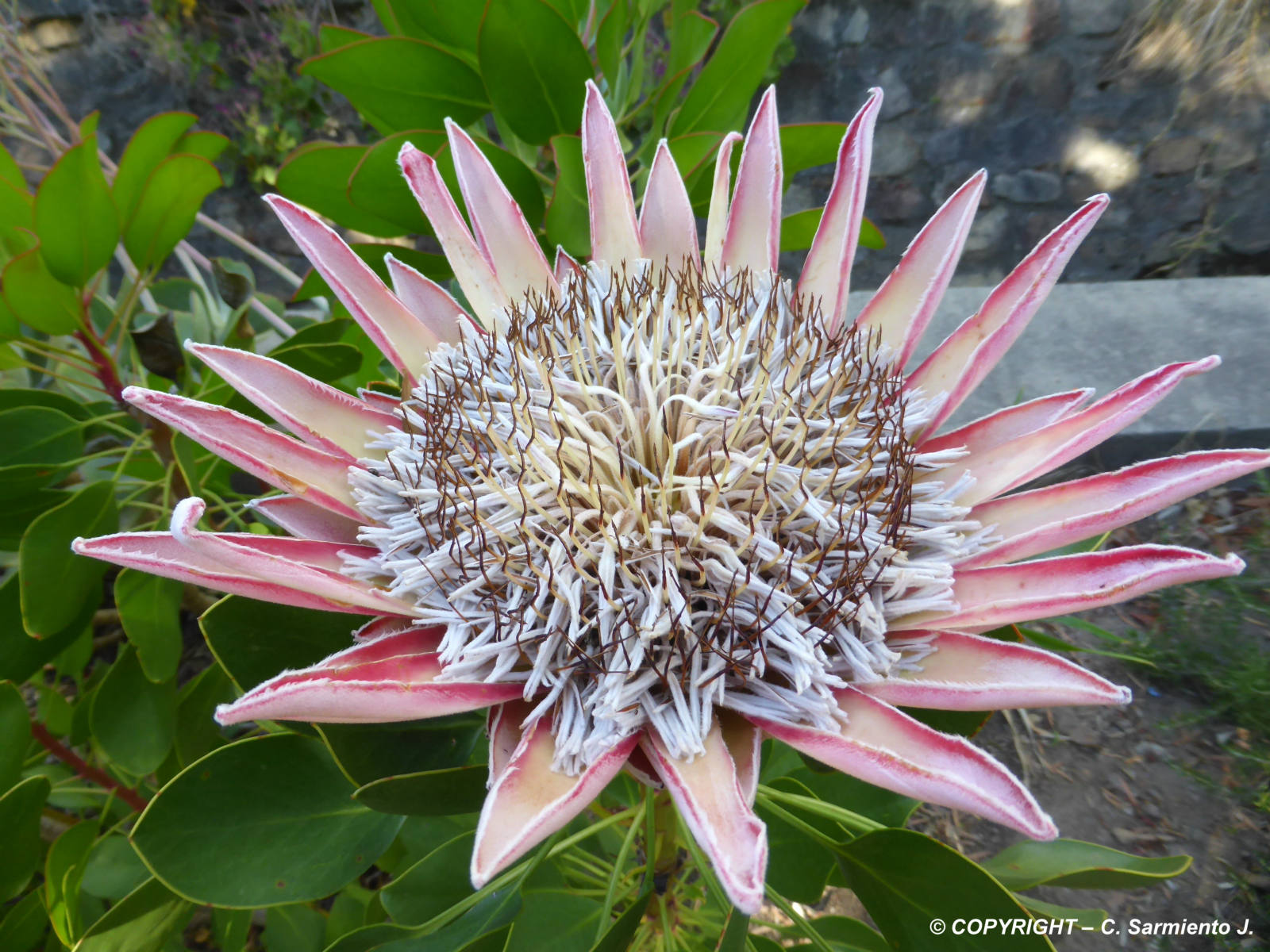 Solve SOUTH AFRICA - King Protea, national flower from South Africa ...