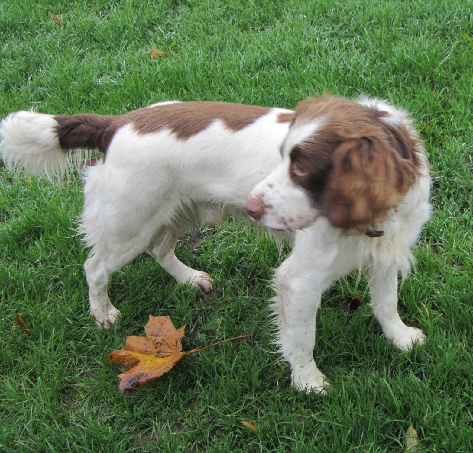 Solve English Springer Spaniel jigsaw puzzle online with 121 pieces