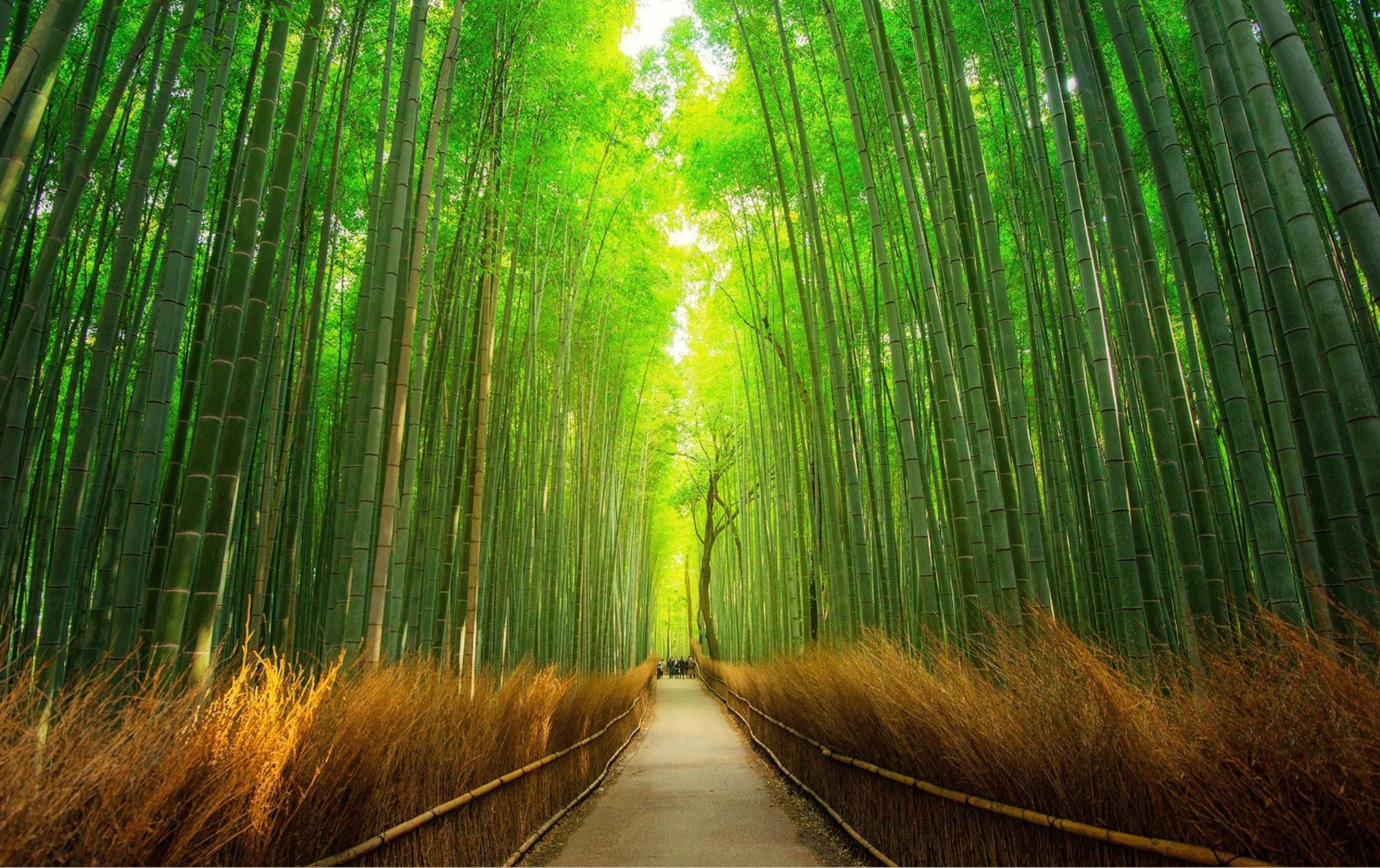 Solve La belleza del bambú jigsaw puzzle online with 600 pieces