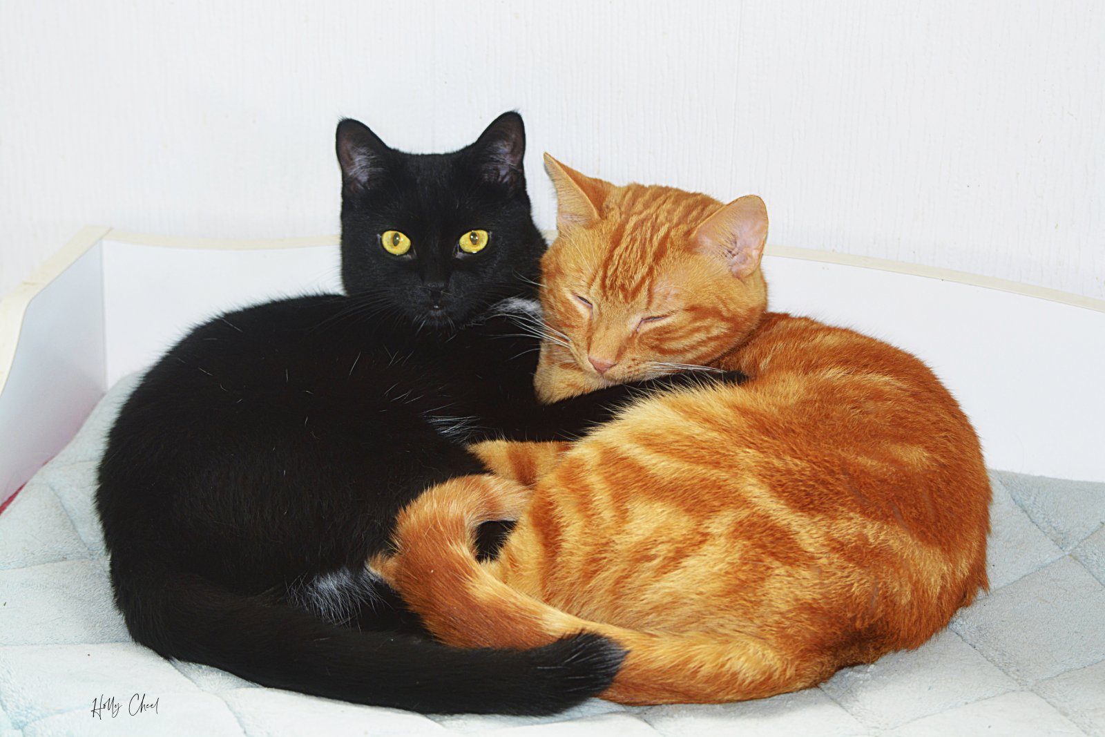 Jigsaw Puzzle | 150 pieces | Buster & Itty Bitty (resizable from 12 ...