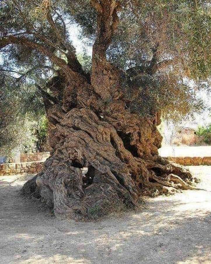 Solve Olive tree 3000 years old jigsaw puzzle online with 99 pieces