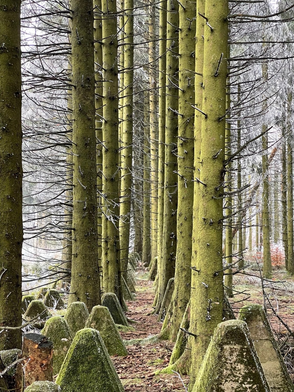 Solve The Ardennes forest is laced with Hitlers dragons teeth. jigsaw ...