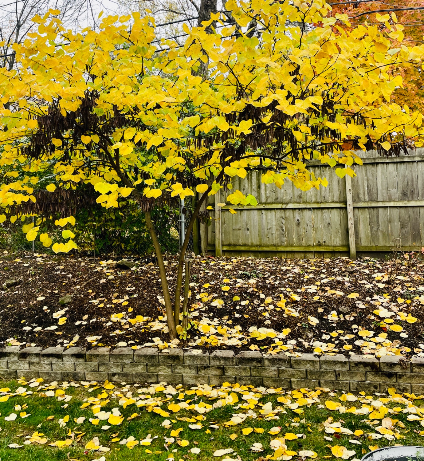 Solve Redbud in Fall jigsaw puzzle online with 100 pieces