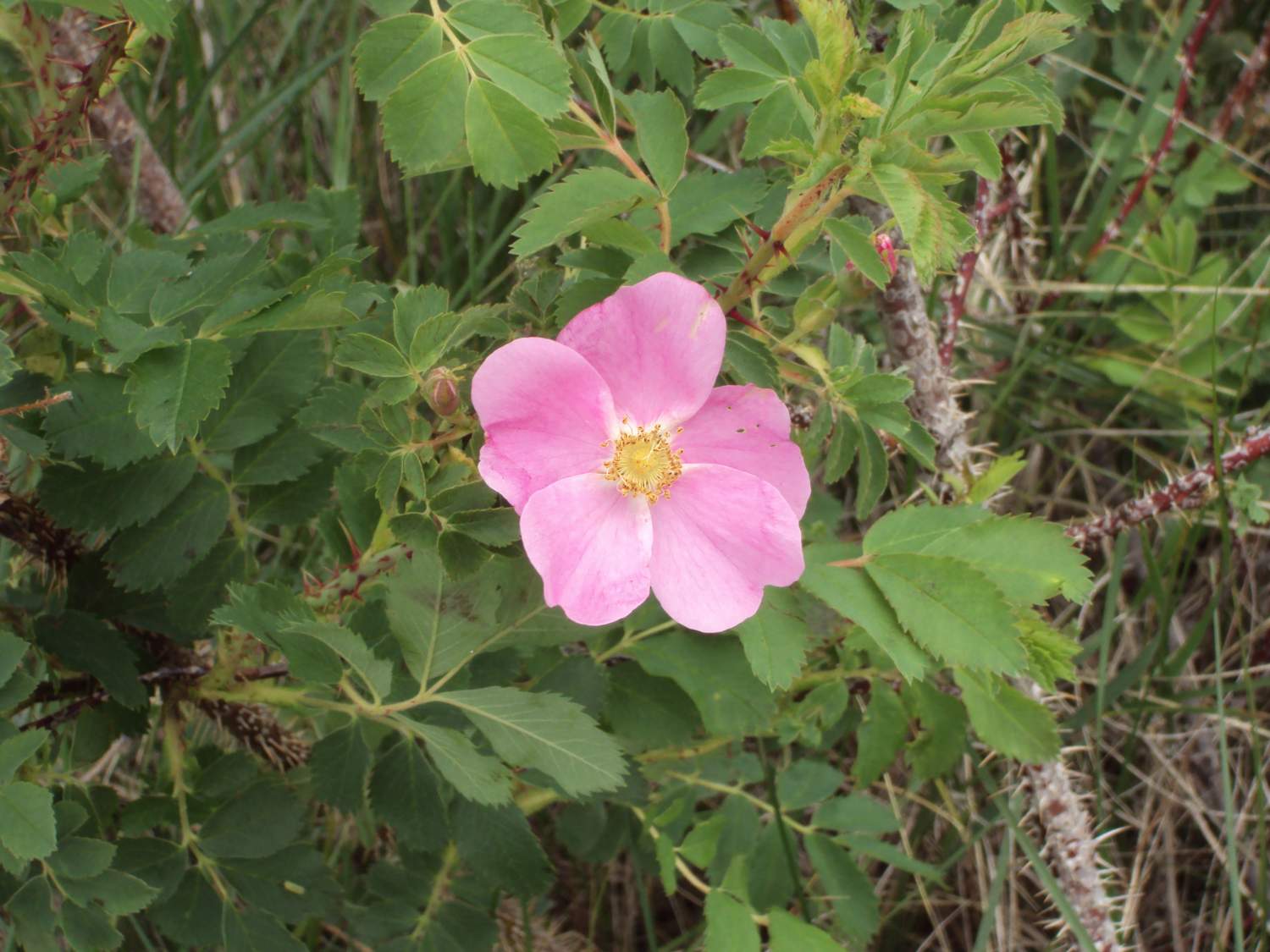 Solve Alberta Wild Rose jigsaw puzzle online with 48 pieces