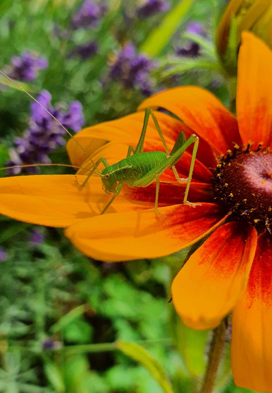Jigsaw Puzzle | Grasshopper on Echinacea | 77 pieces | Jigidi