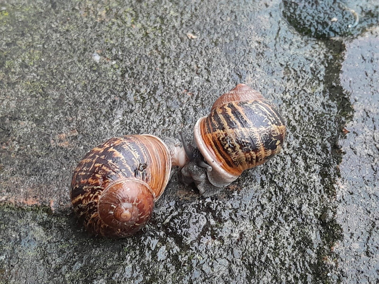 Solve 2 snails jigsaw puzzle online with 48 pieces