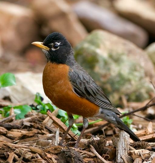Solve FEBRUARY ROBIN jigsaw puzzle online with 36 pieces