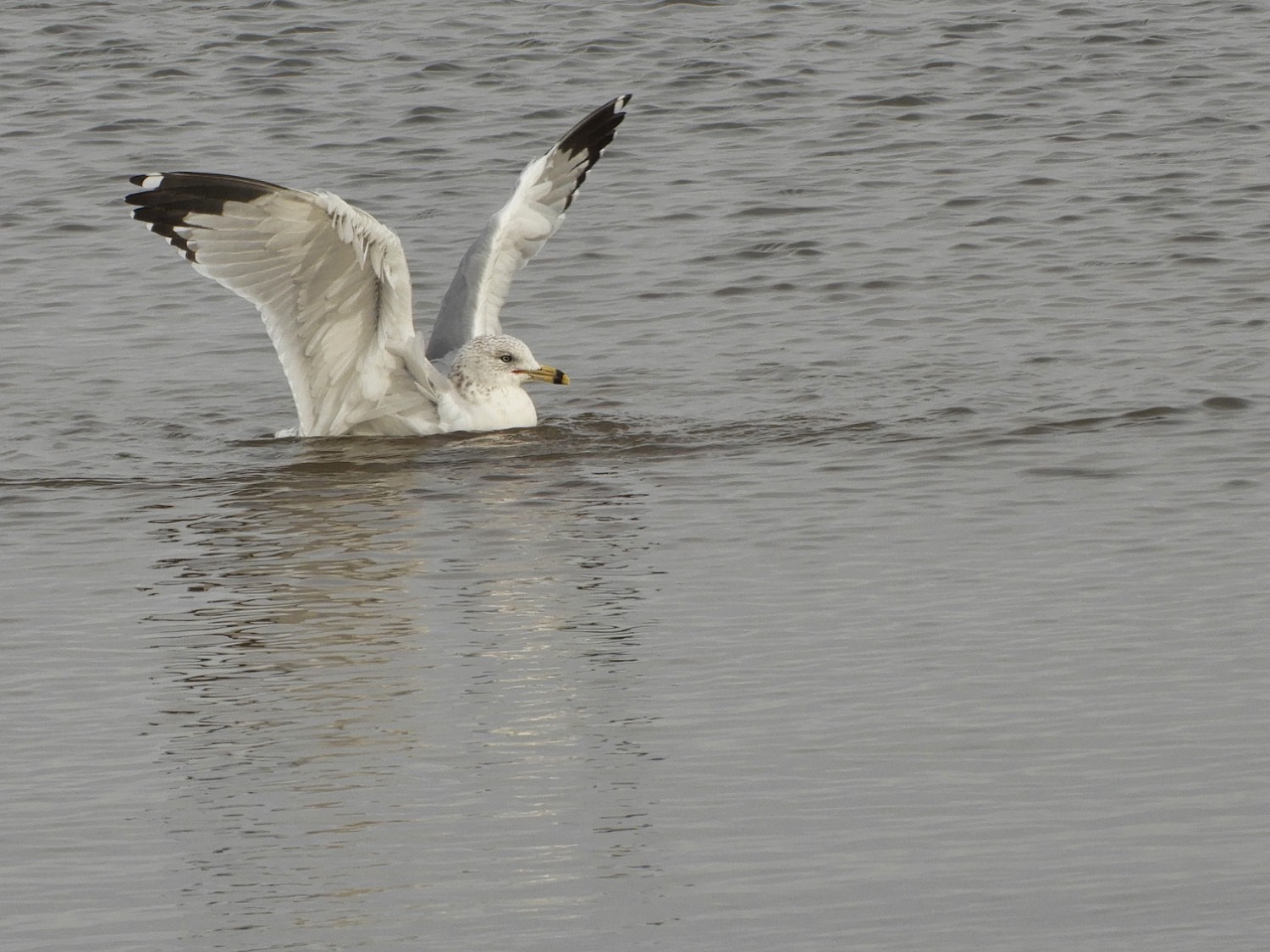 Solve Gull pose 1 jigsaw puzzle online with 20 pieces