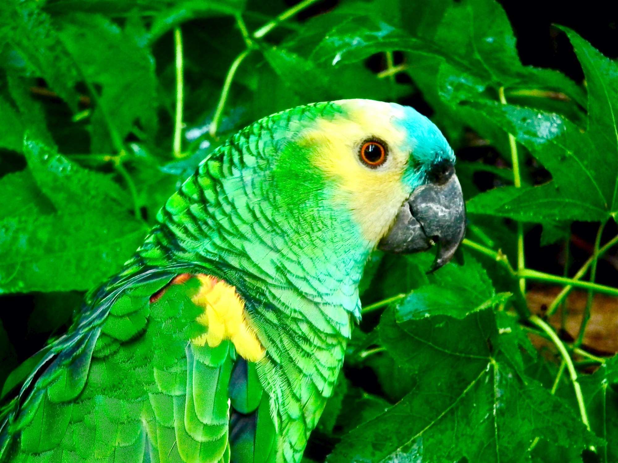 Solve Blue-fronted Amazon Parrot jigsaw puzzle online with 99 pieces