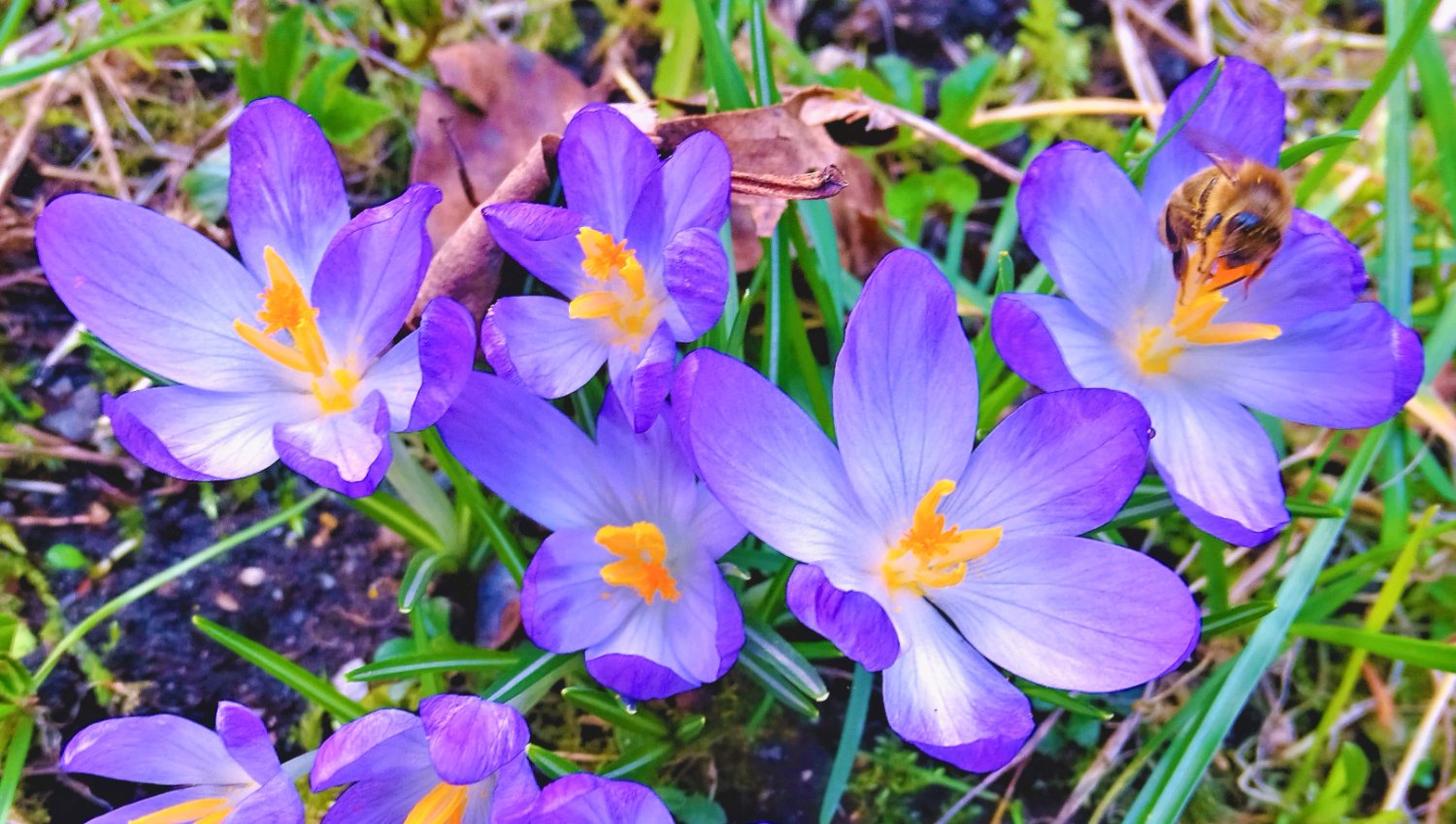 Solve Nedočkavé jaro - Eager spring jigsaw puzzle online with 15 pieces