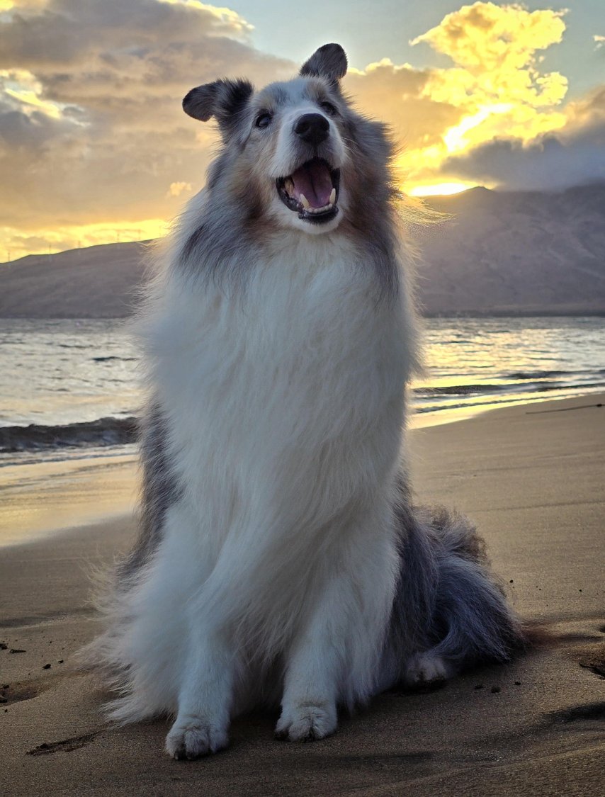 Solve Supermodel Sheepdog and Hawaii Sunset jigsaw puzzle online with ...