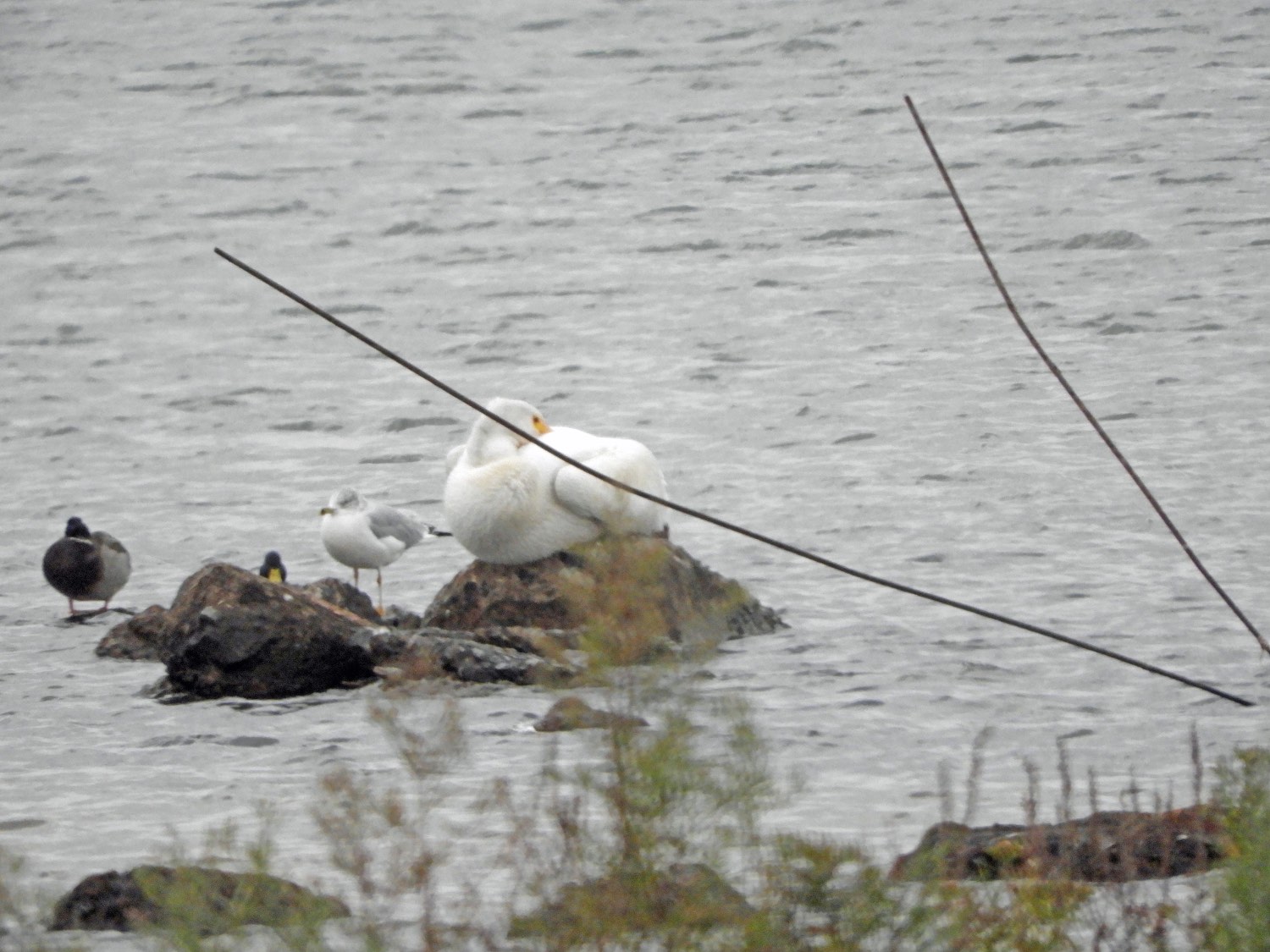 Solve The ugly duckling jigsaw puzzle online with 20 pieces