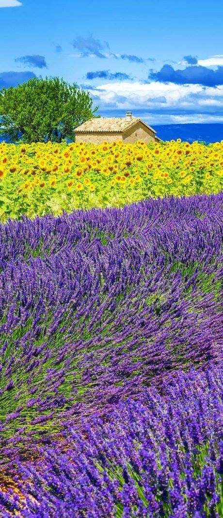 Solve Campo de lavanda na França !!! jigsaw puzzle online with 78 pieces
