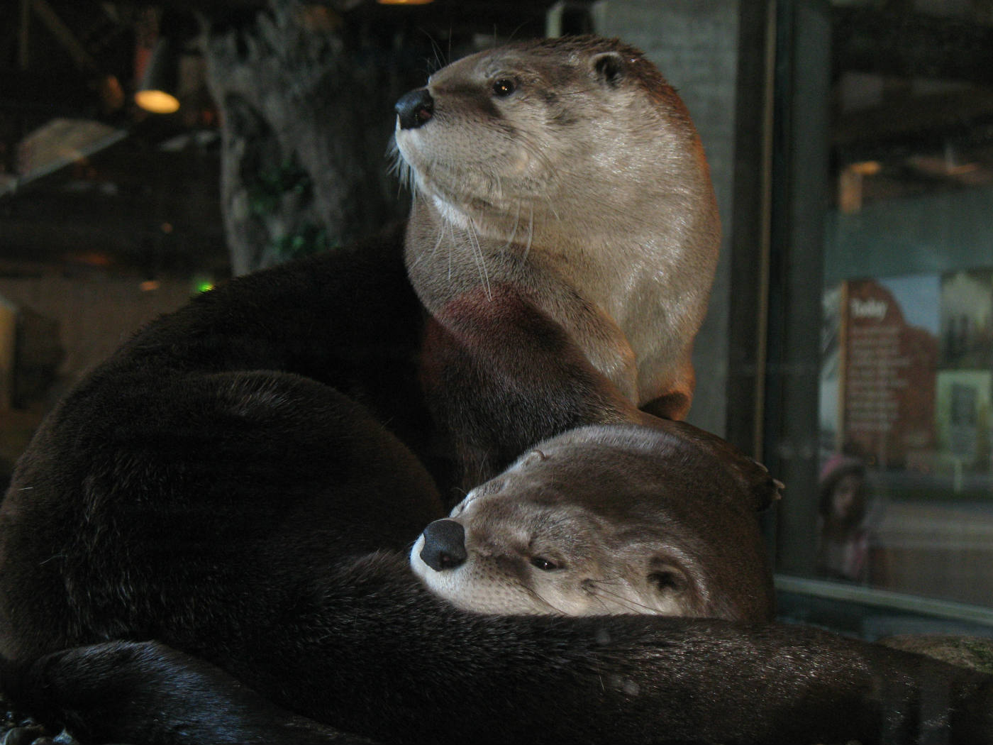 Solve Seattle Aquarium Otters jigsaw puzzle online with 154 pieces