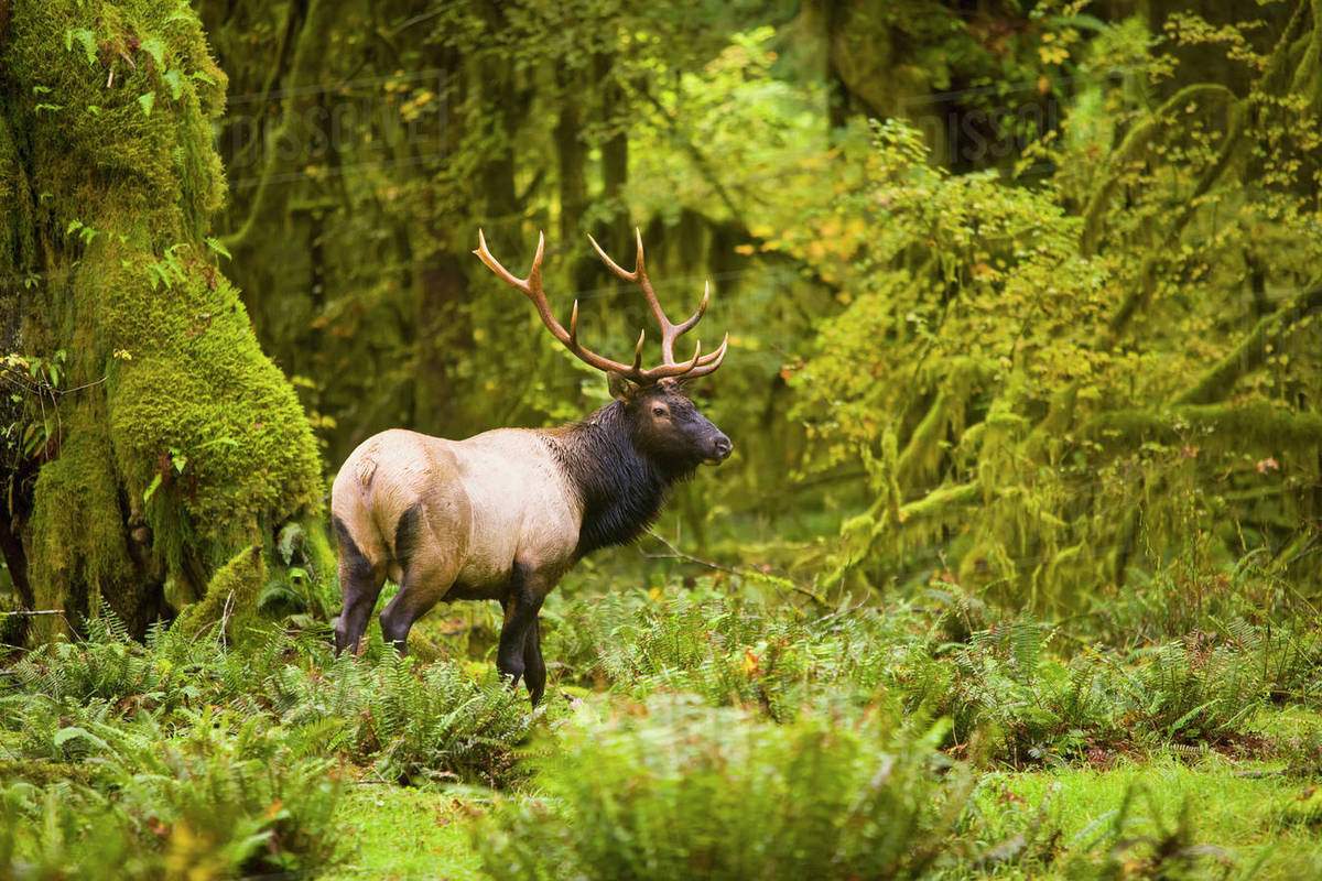 Solve Bull Elk in Washington State jigsaw puzzle online with 150 pieces