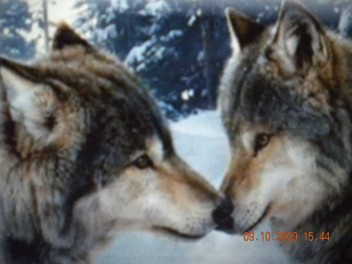 Solve Wolves jigsaw puzzle online with 88 pieces