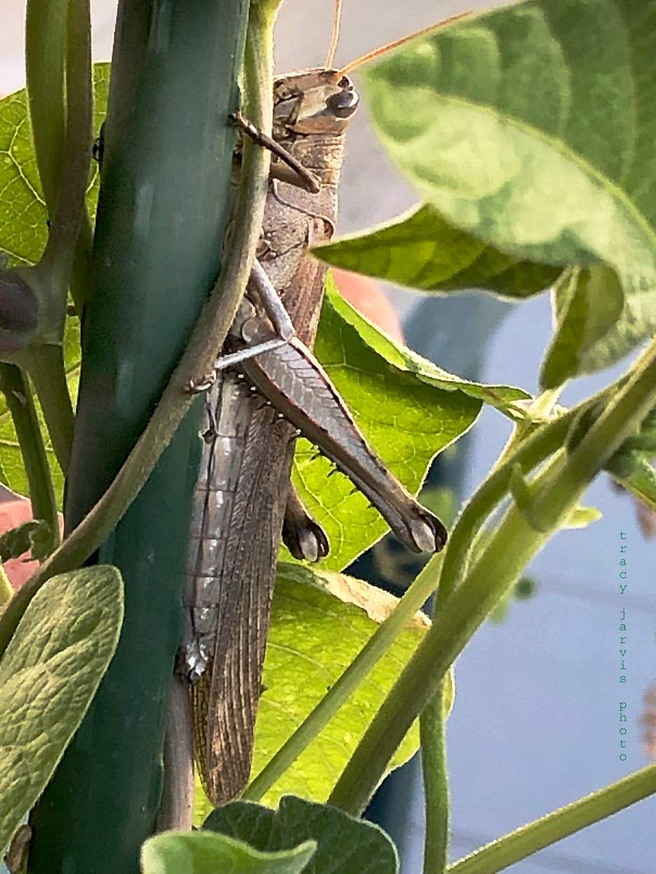 Solve jigidi 210806 tracy's grasshopper jigsaw puzzle online with 80 pieces