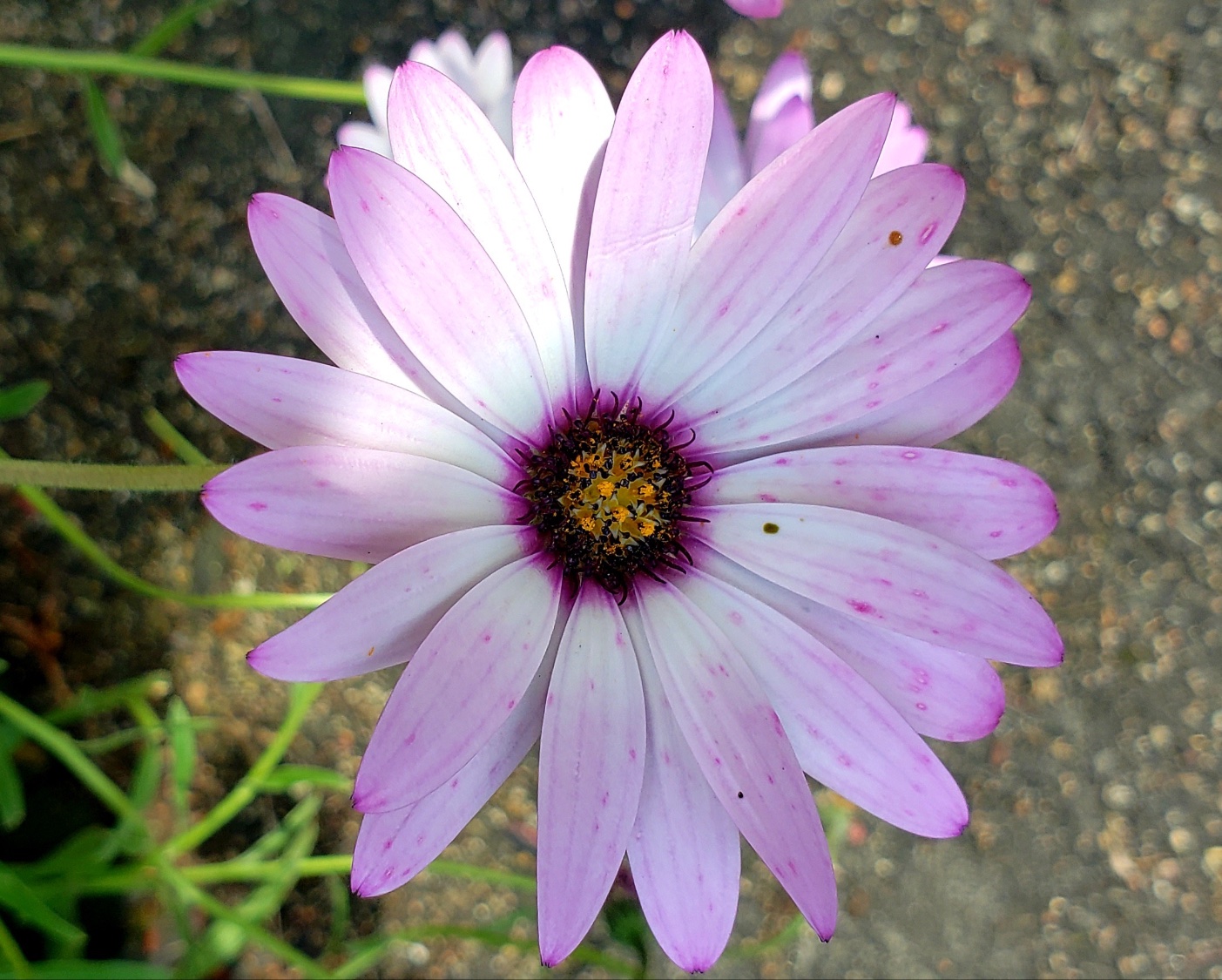 Solve Flower jigsaw puzzle online with 30 pieces