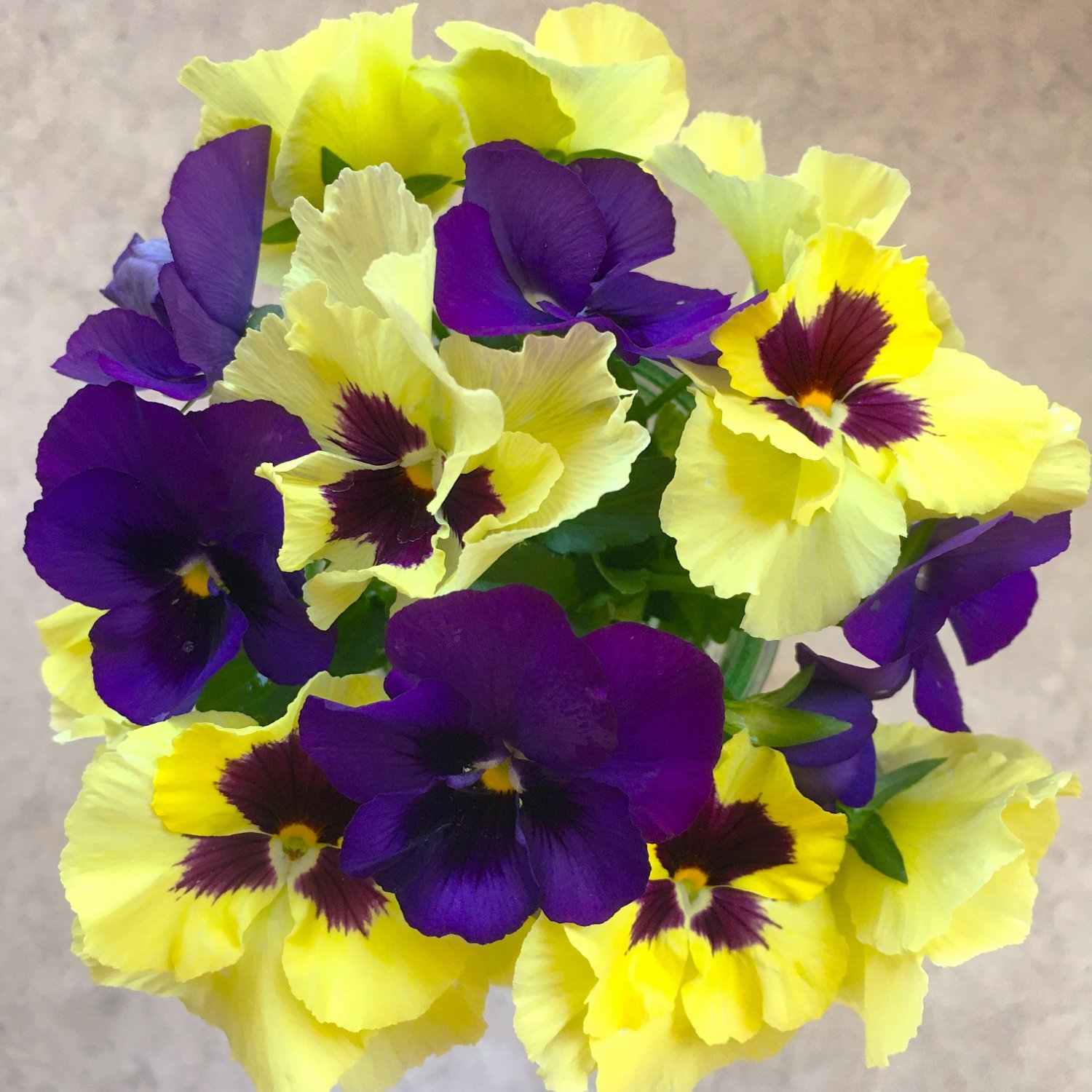 Jigsaw Puzzle | 64 pieces | Perky Pansies! | Jigidi