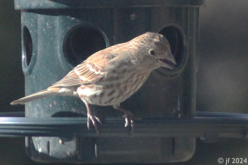 Solve Sparrow jigsaw puzzle online with 35 pieces